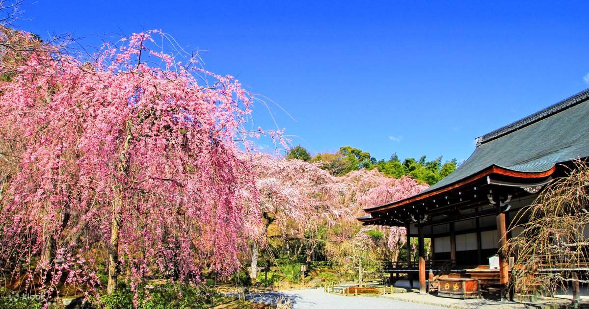 京都地标观光巴士游:清水寺 And 伏见稻荷大社 And 岚山 And 金阁寺 Klook客路